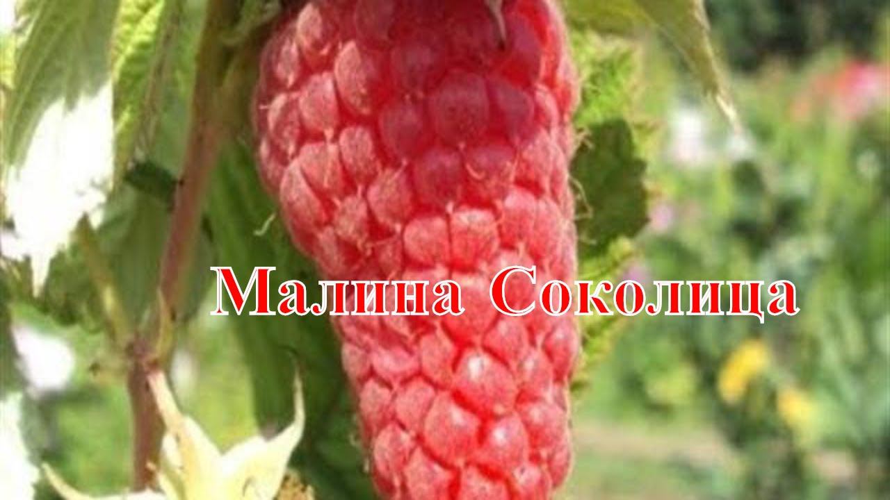 Малина Соколица