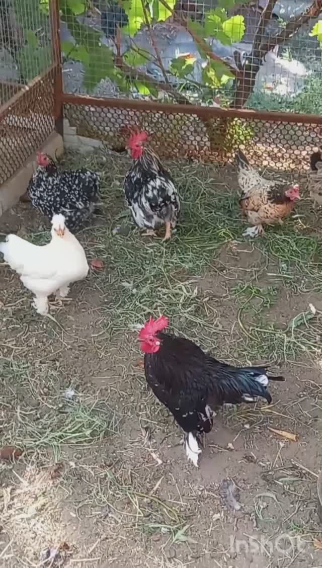 Карликовые курочки выводят цыплят