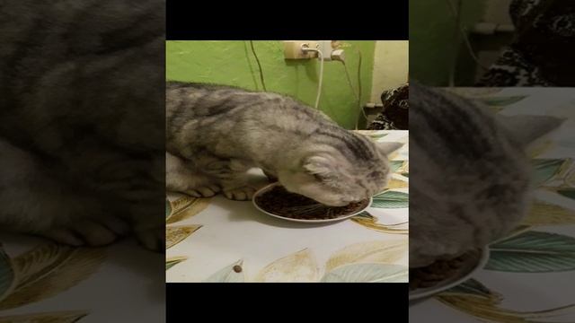 Завтрак Вильки #shorts #кот #завтрак