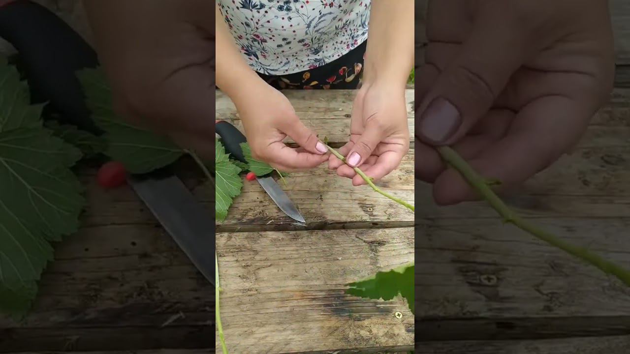 Какую хитрость применяю для лучшего укоренения смородины. #дача #смородина