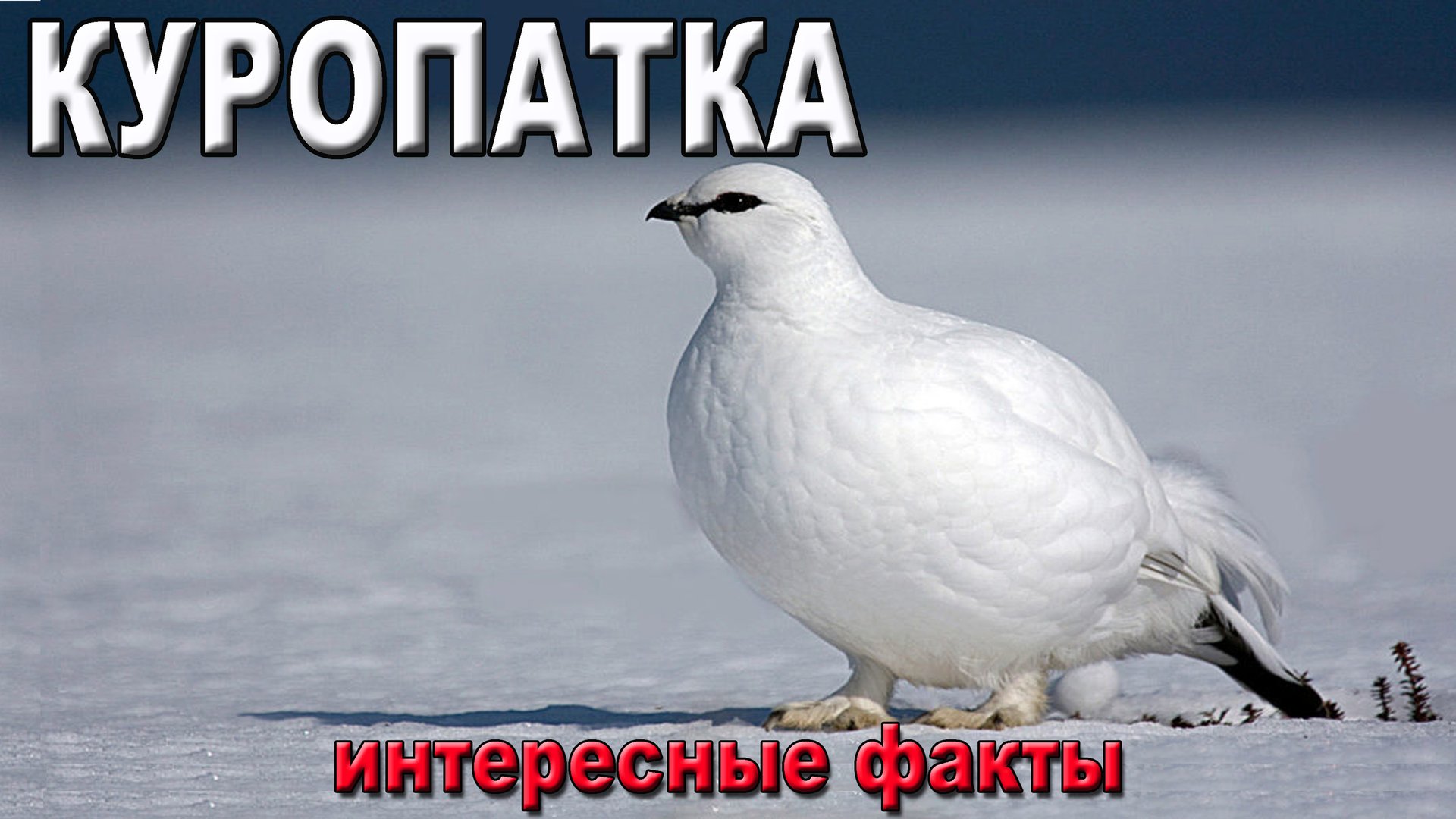 Куропатка, интересные факты.