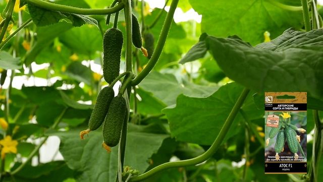 Огурец сорта Атос