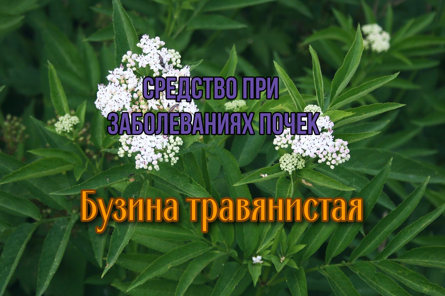Средство при заболеваниях почек. Бузина травянистая