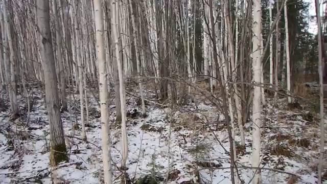 Ориентирование по компасу. Ч. 1 - Предисловие