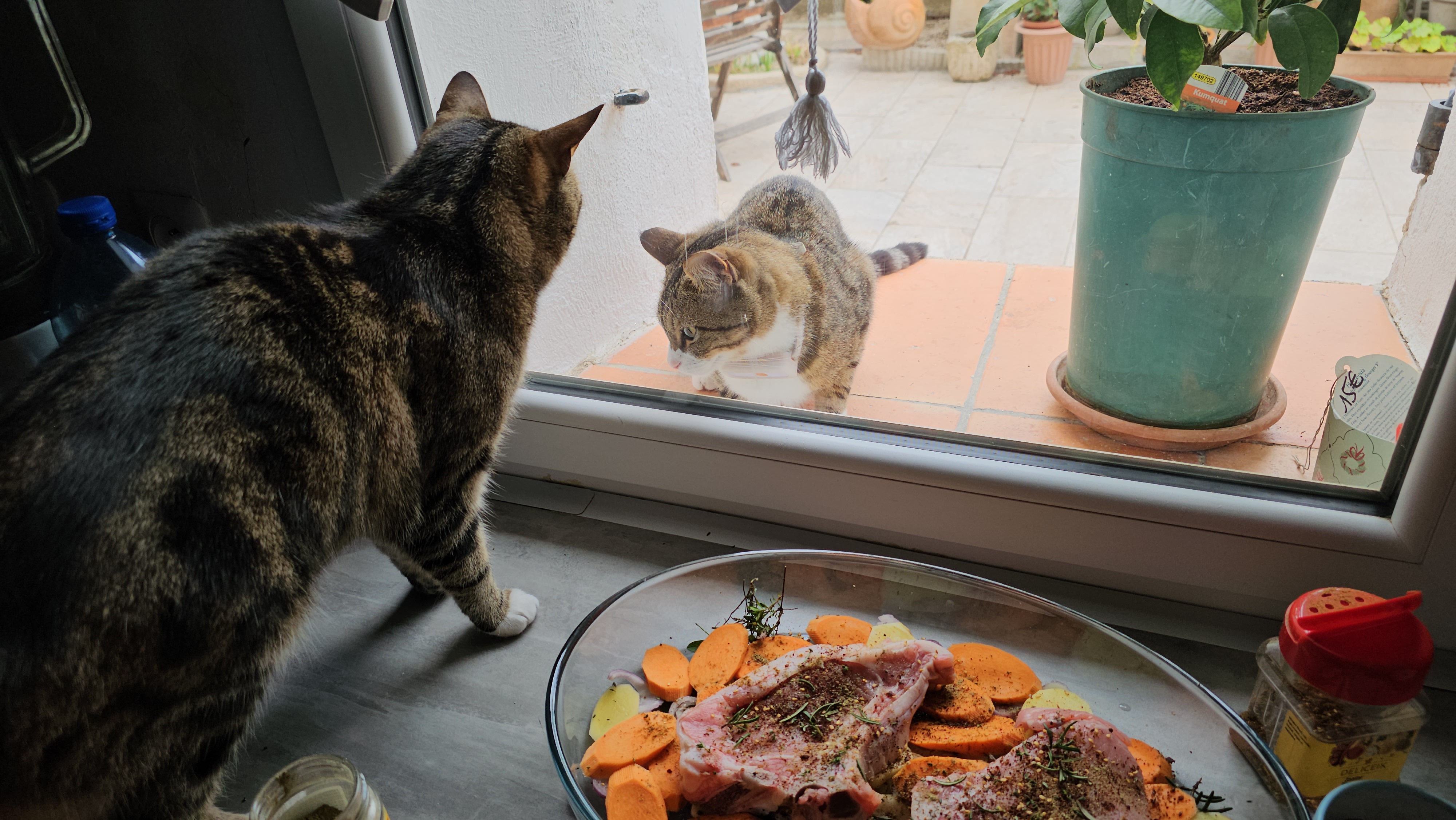 Обед,котики ,высадила первые томаты