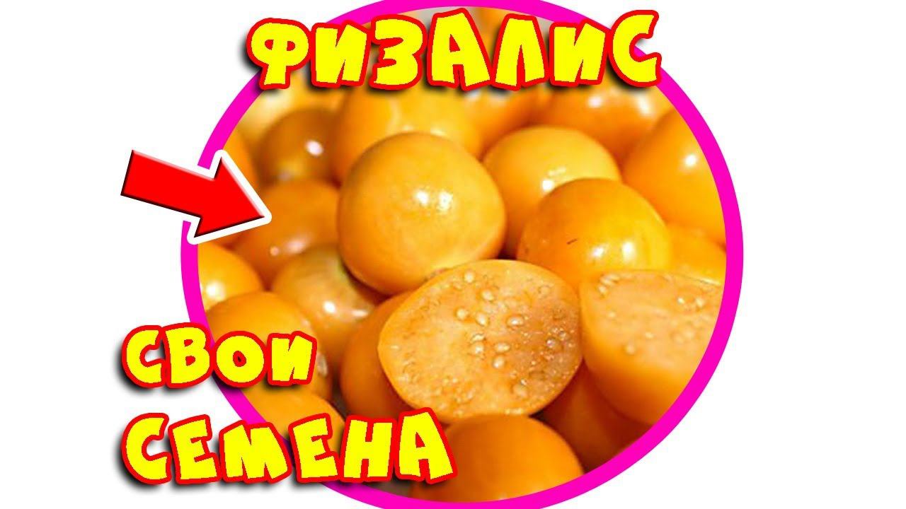 СЕМЕНА ФИЗАЛИСА своими руками: как правильно ЗАГОТОВИТЬ и СОХРАНИТЬ урожай