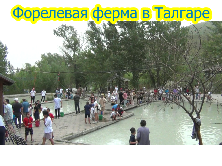 Форелевая ферма "Талгарская форель" (Алматы)