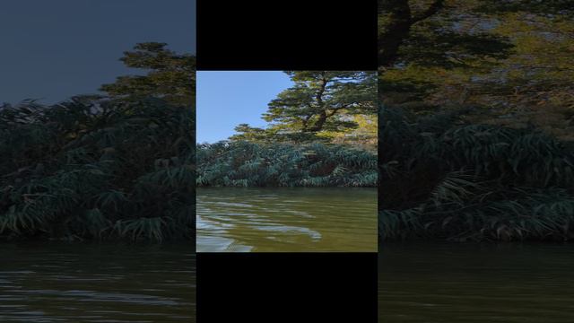 Криница, река Пшада. Шумит камыш, лёгкий ветер, очень тепло, чистое небо. На сапе по реке, 01.09.24