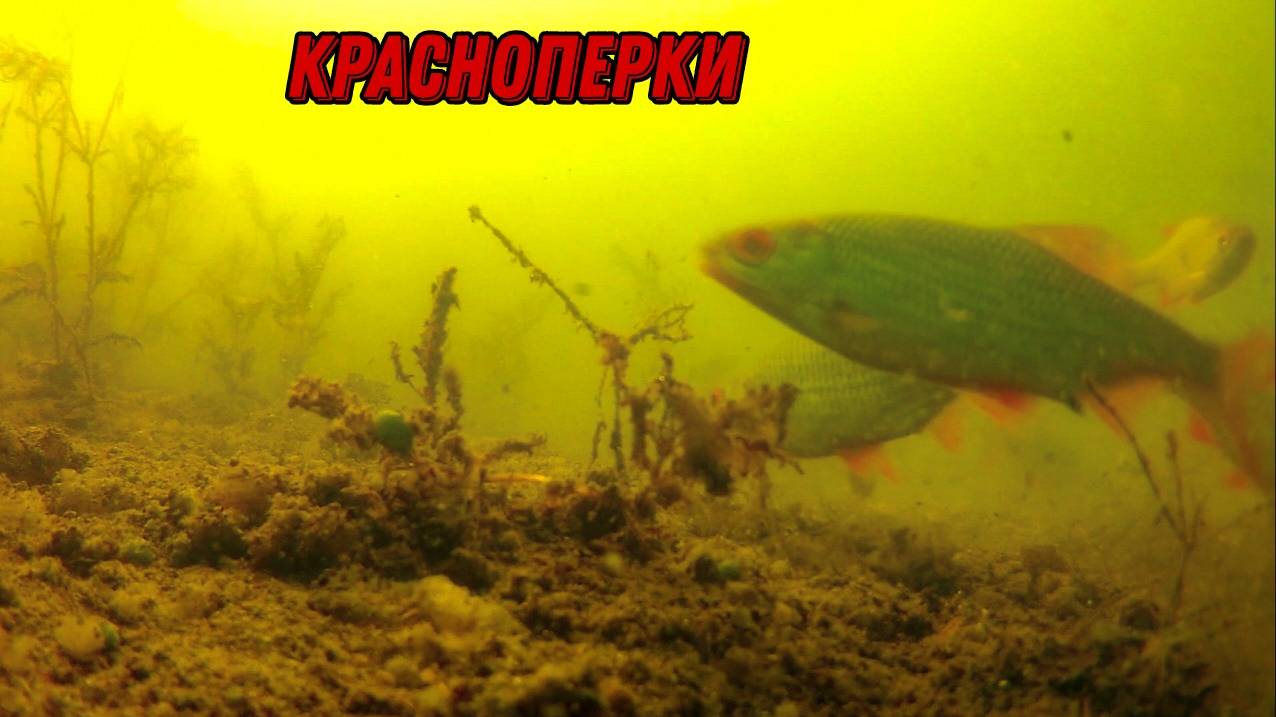 ОТПУСТИЛ ХЛЕБ С ЧЕСНОКОМ  ПОД ВОДУ! ПОДВОДНАЯ СЪЁМКА! РЕАКЦИИ РЫБЫ! КРАСНОПЕРКА!