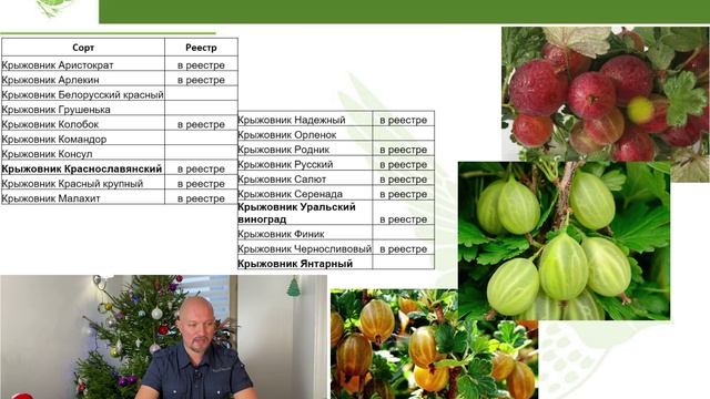 Обучающие семинары, часть 3 Ягодные растения