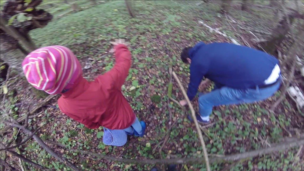 собираем грибы опята день второй