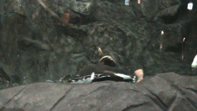 Крупные рыбины.