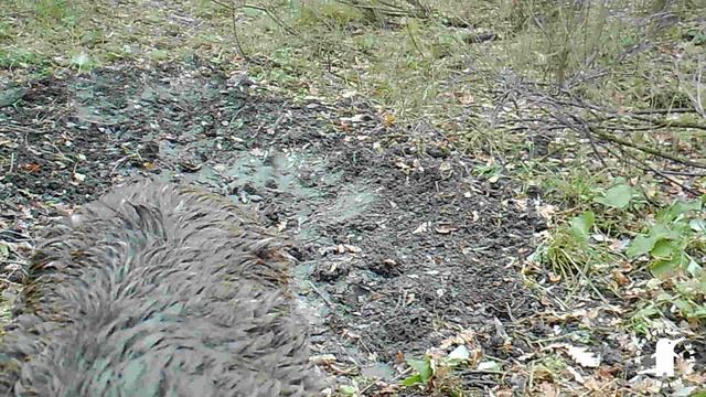 Битва пятнистого оленя с фотоловушкой.mp4