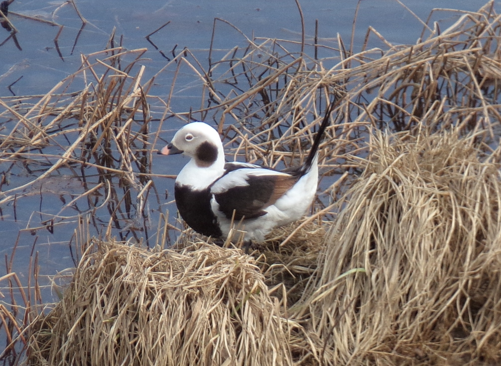 Морянка - морская утка