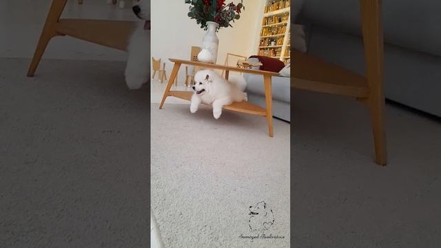 Самоед собака улыбака