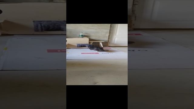 Саймон нибелунг.