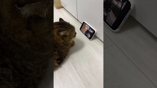 Коты устраивают тусы по всему миру.