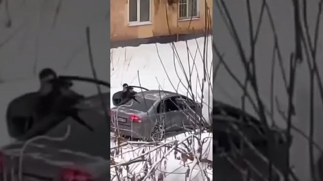 Охота на сосульки))