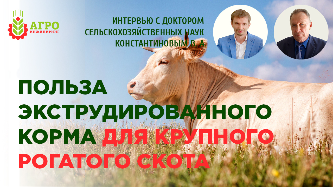 Применение экструдированного корма для КРС. Интервью с Доктором сельхоз наук Константиновым В.А.
