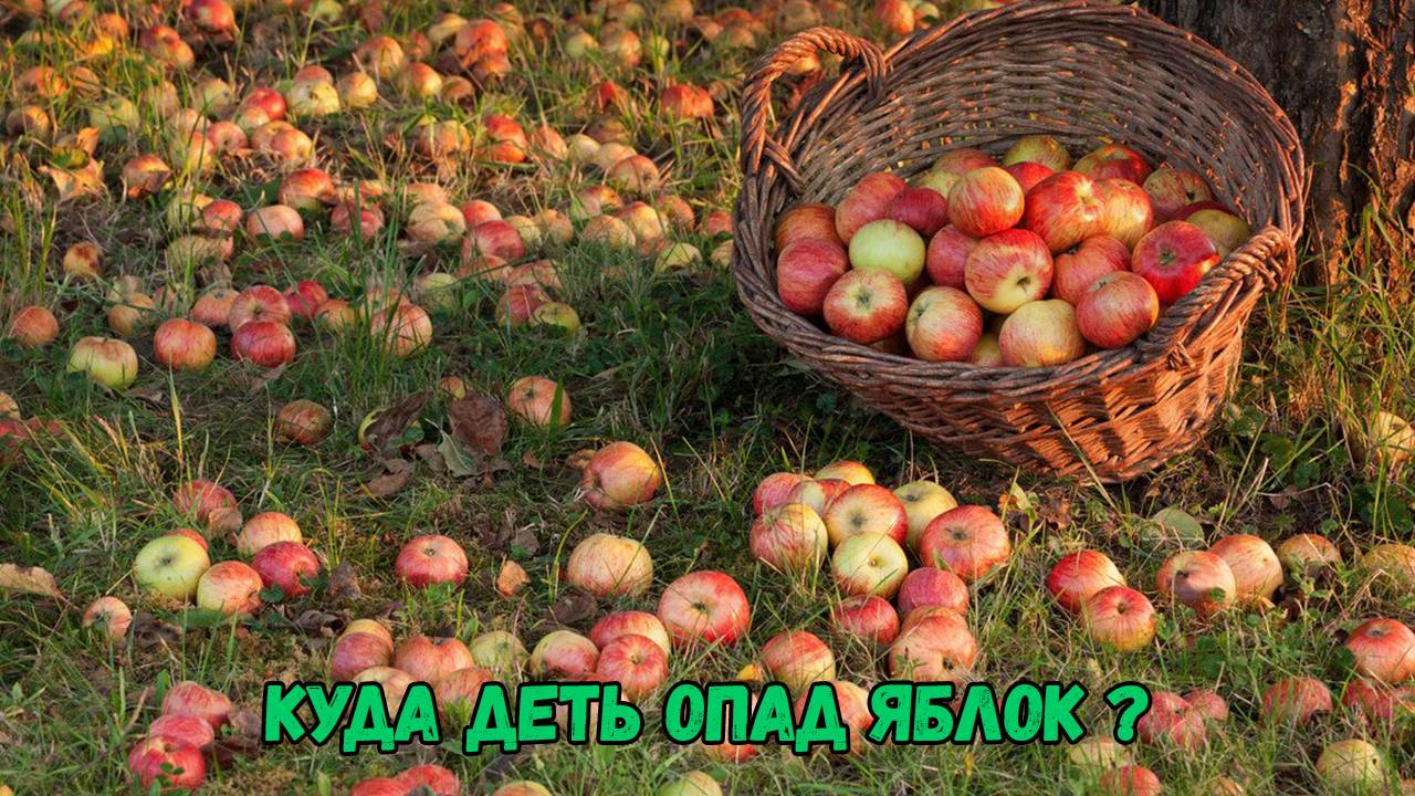 Куда деть опад яблок?