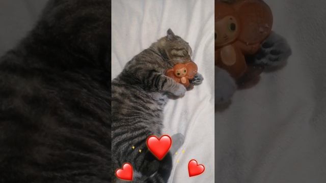 Котику Моте подарили Чебурашку