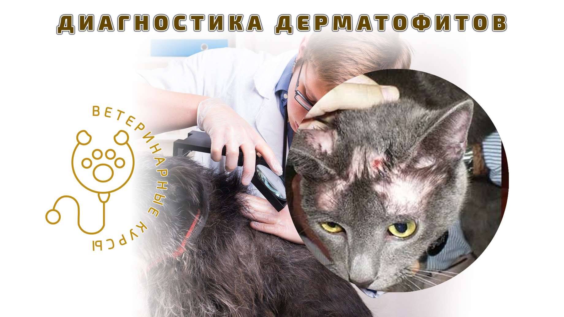 Диагностика дерматофитов - Кожные грибы