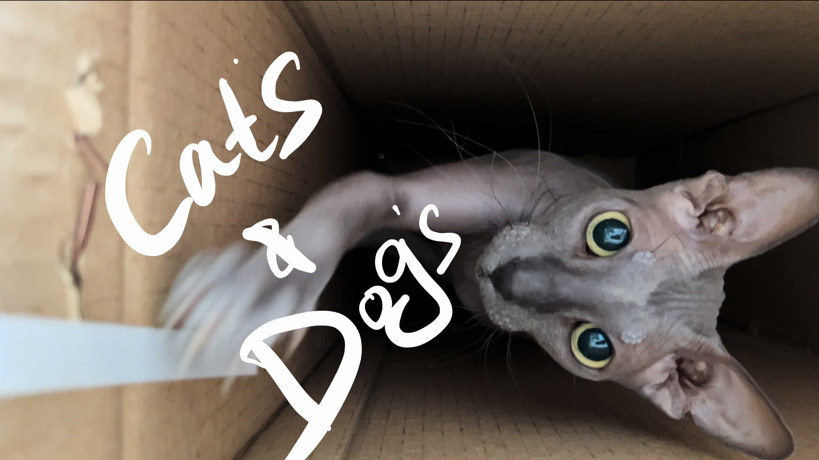 dachshund dog playing with sphinx cat / собака такса играет с котом сфинкс