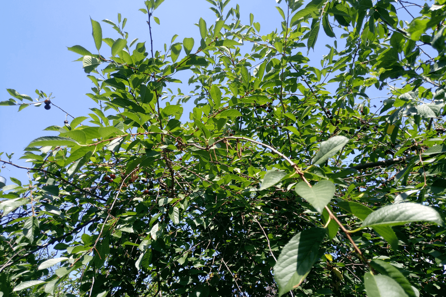 Почему удлиняются и лысеют ветви у вишни? Летняя обрезка