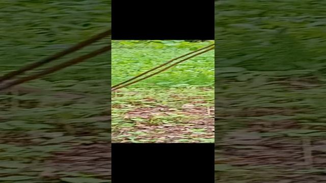 ПАВЛОВСКИЙ ПАРК ПАВЛОВСК ПРИРОДА ЛЕС ЛЕТО ВЕСНА ЗЕЛЕНЬ СВЕЖЕСТЬ