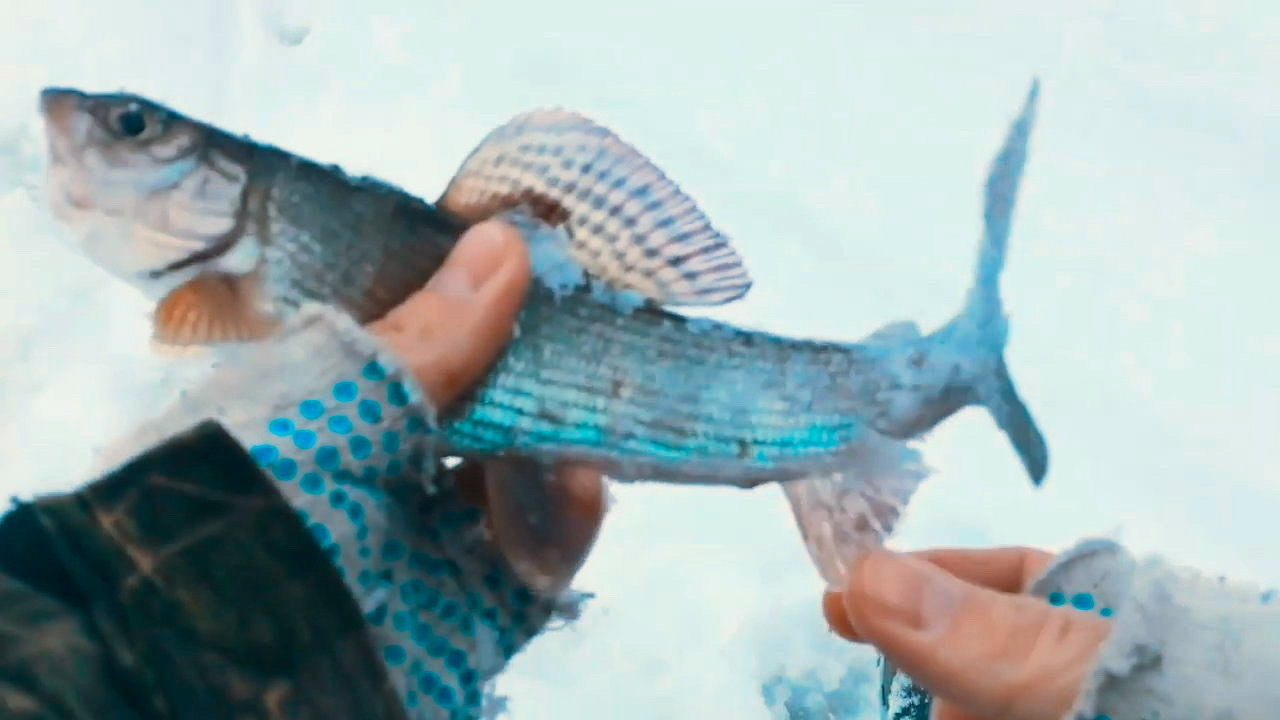 ПРИШЕЛ ЗА ЩУКОЙ С РАТТЛИНОМ НАШЕЛ ХАРИУСА