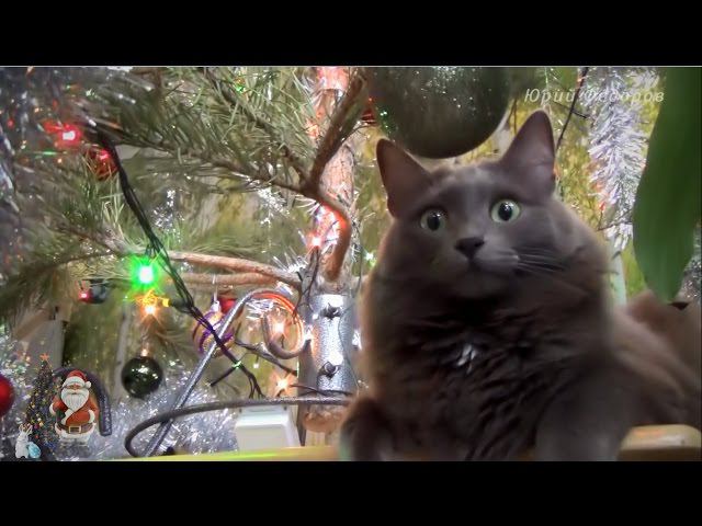 С Новым 2017 годом!  Кошка Пуся и Ёлка