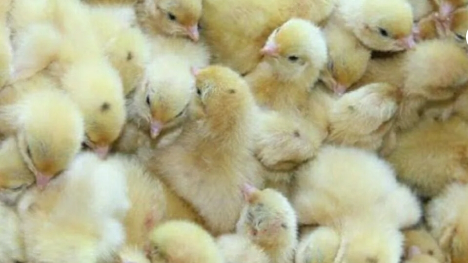 Перепелиное наше хозяйство растет ☝💪