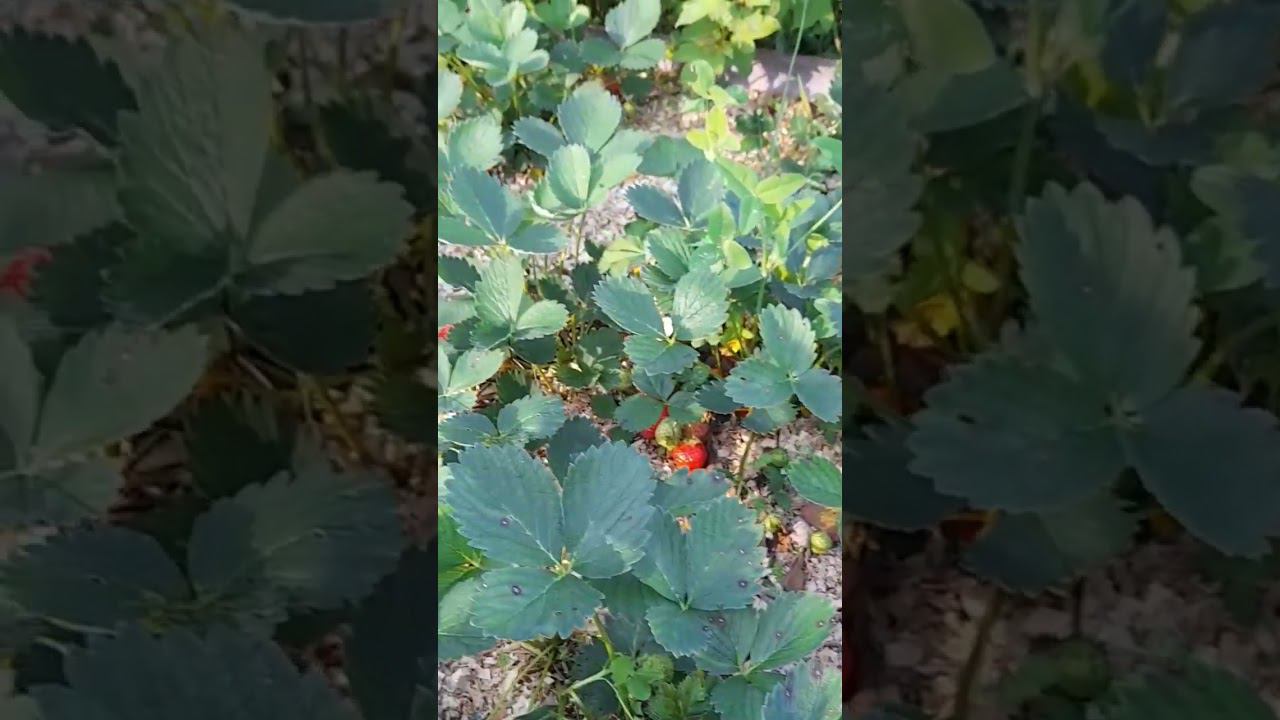 Начинает созревать клубника (виктория)#ягода #клубника #огород  #деревня