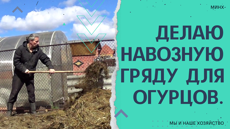 Делаю навозную гряду для огурцов