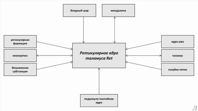 11.10 Подробное разъяснение. Ретикулярное ядро таламуса