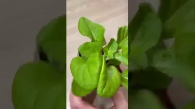 Дачная жизнь.