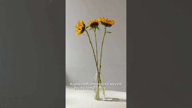 Факт про Подсолнечник 🌻