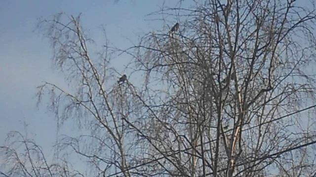 Галки на ветках 664645 DSCN5138