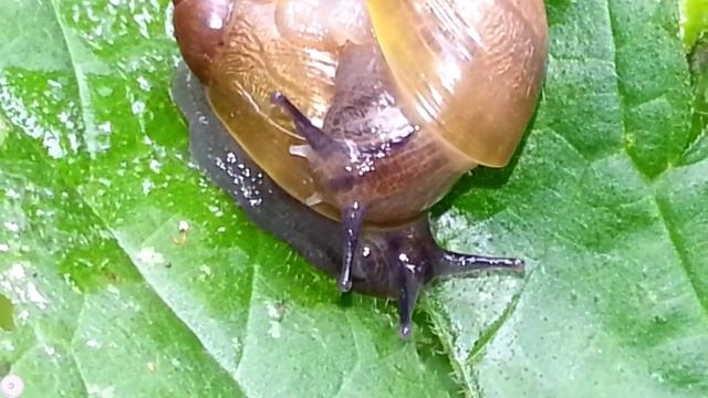 Улитки спариваются