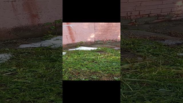 ❗18 мая 2024 г. в Курске снег❗ #shorts #short #shortsvideo #shortvideo #курск #funny