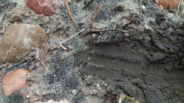 Открываю свои розы. Почки активно пошли в рост не смотря на морозы