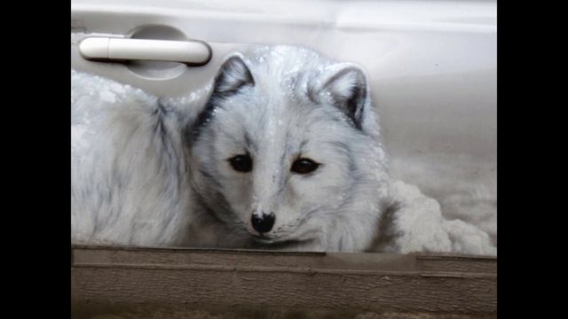 Аэрография