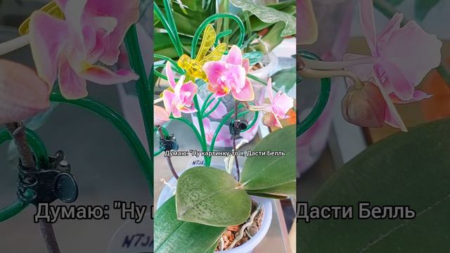 Чуть не продала за копейки😱Распустился цветок, а там😍 #орхидеи #фаленопсис #цветы Дасти белль