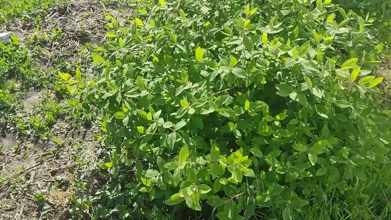 Индиго Джем 2024. Он всегда первый!