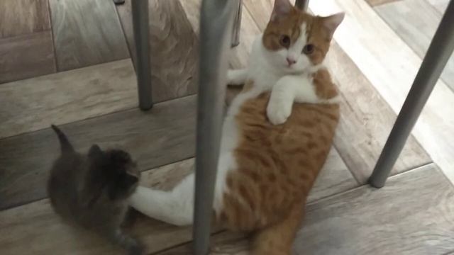 Кот тискает братишку ^^