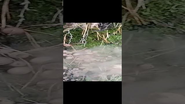 ВОТ ЭТО ГРИБОЧКИ!!!