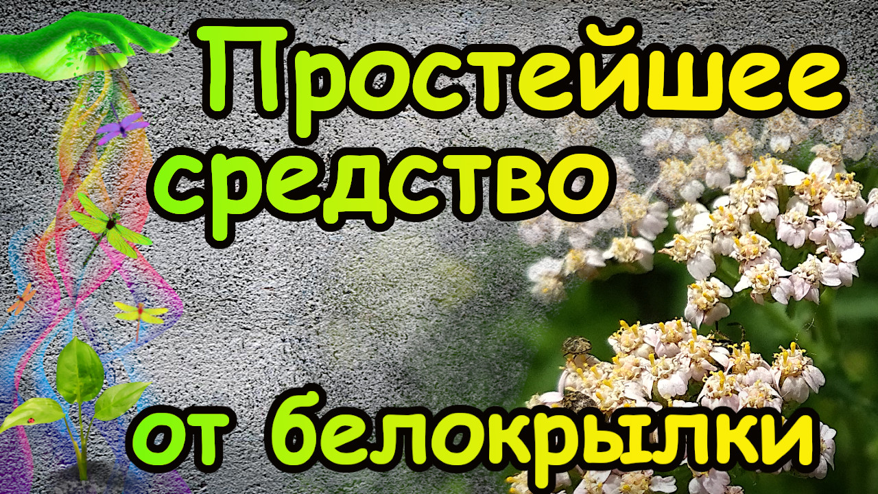 Простейшее растительное средство от белокрылки