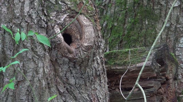 ПТИЦЫ И ЛЮДИ, БОРЬБА ЗА ЖИЗНЬ