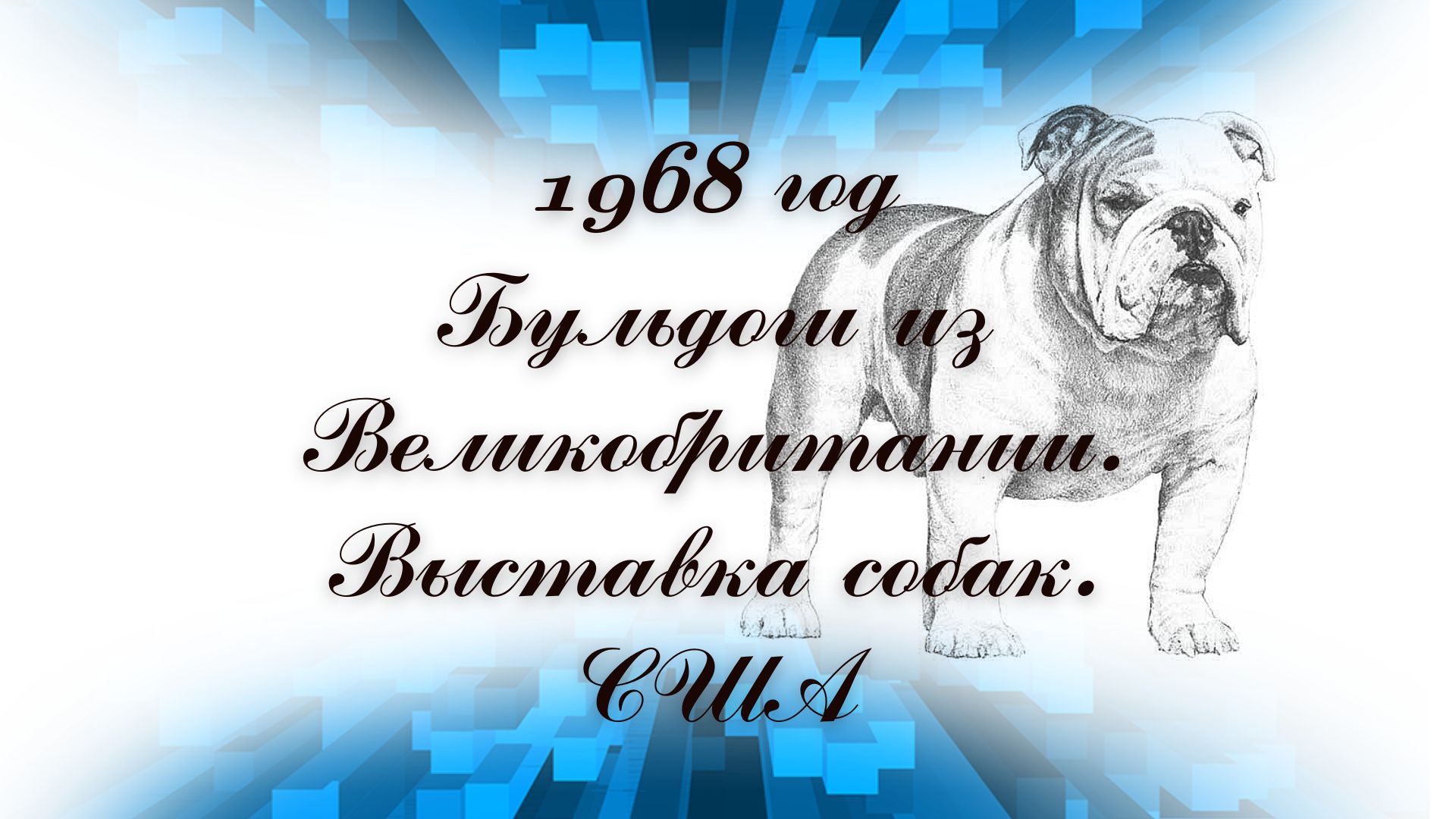 1968 Бульдоги из Великобритании. Выставка собак. США