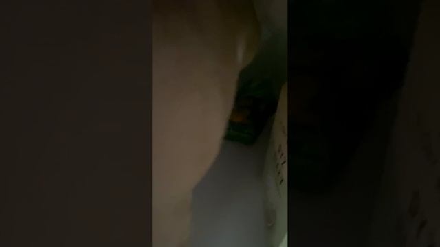 Канадский Сфинкс, наводит порядок )))